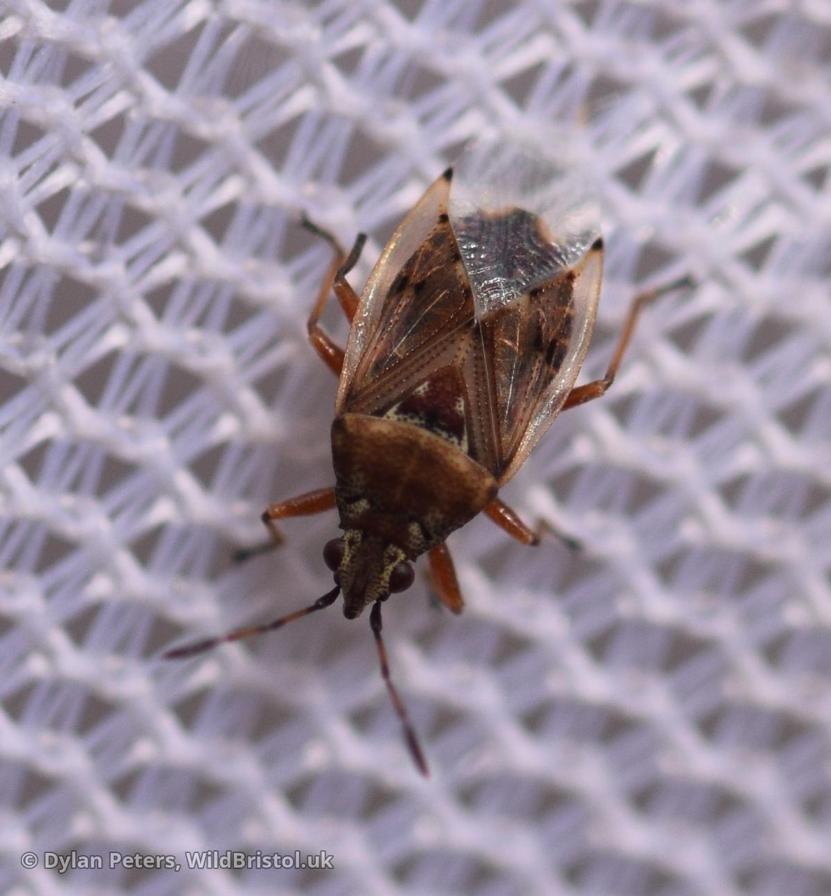 Birch Catkin Bug - (Kleidocerys resedae) - Species - WildBristol.uk