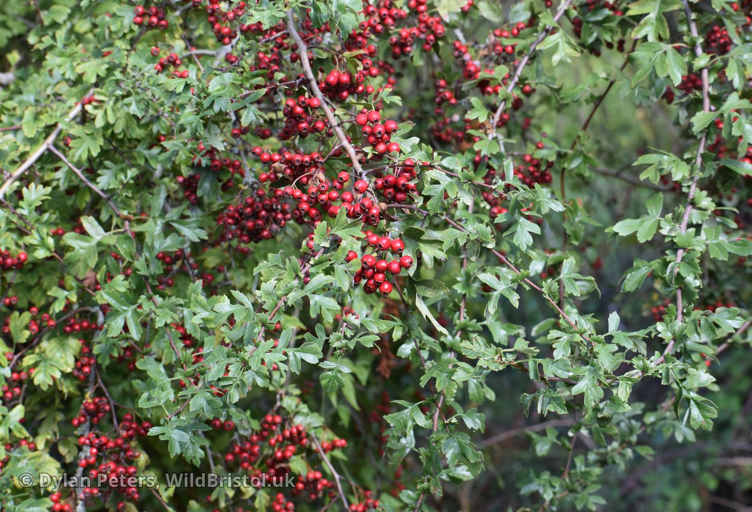 Common Hawthorn type 12 - (Crataegus monogyna type 12) - Species ...