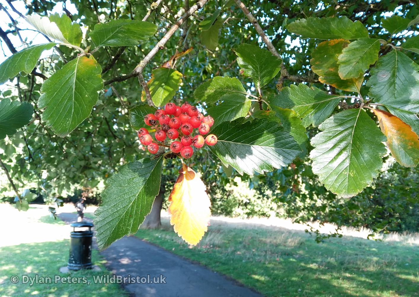 Mougeot's Whitebeam - (Sorbus mougeotii) - Species - WildBristol.uk