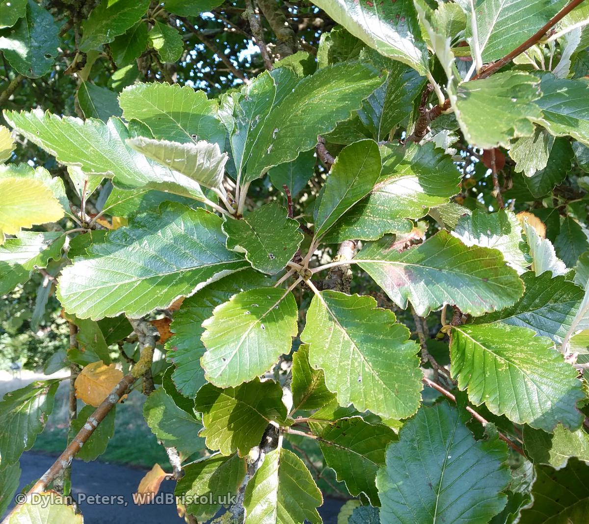 Mougeot's Whitebeam - (Sorbus mougeotii) - Species - WildBristol.uk