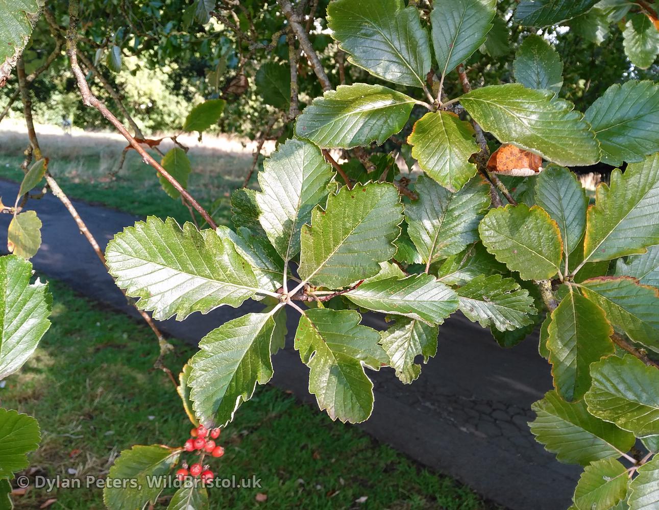 Mougeot's Whitebeam - (Sorbus mougeotii) - Species - WildBristol.uk