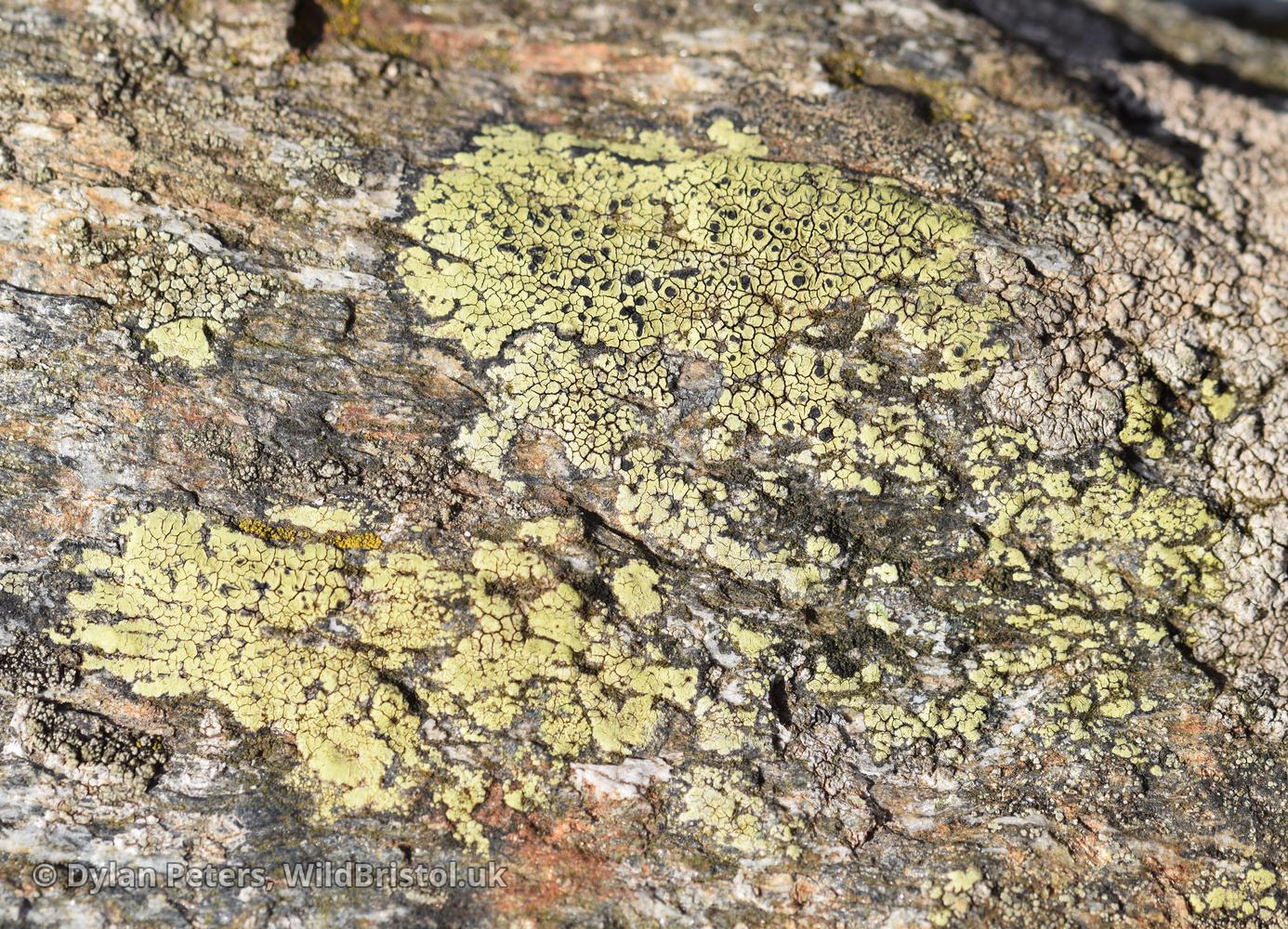 Map Lichen - (Rhizocarpon geographicum) - Species - WildBristol.uk