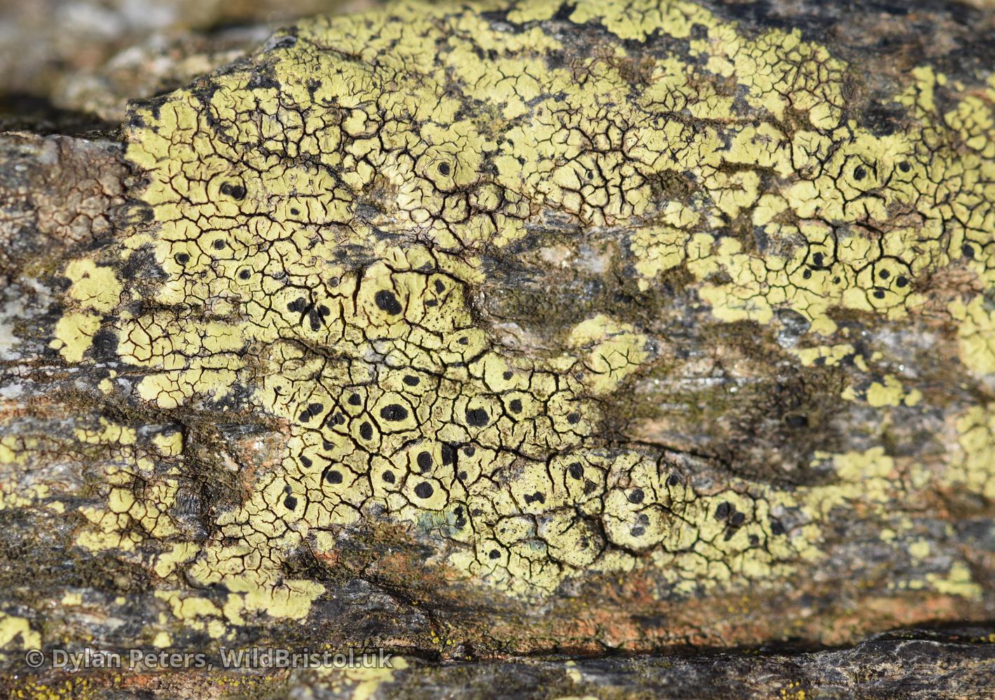 Map Lichen - (Rhizocarpon geographicum) - Species - WildBristol.uk