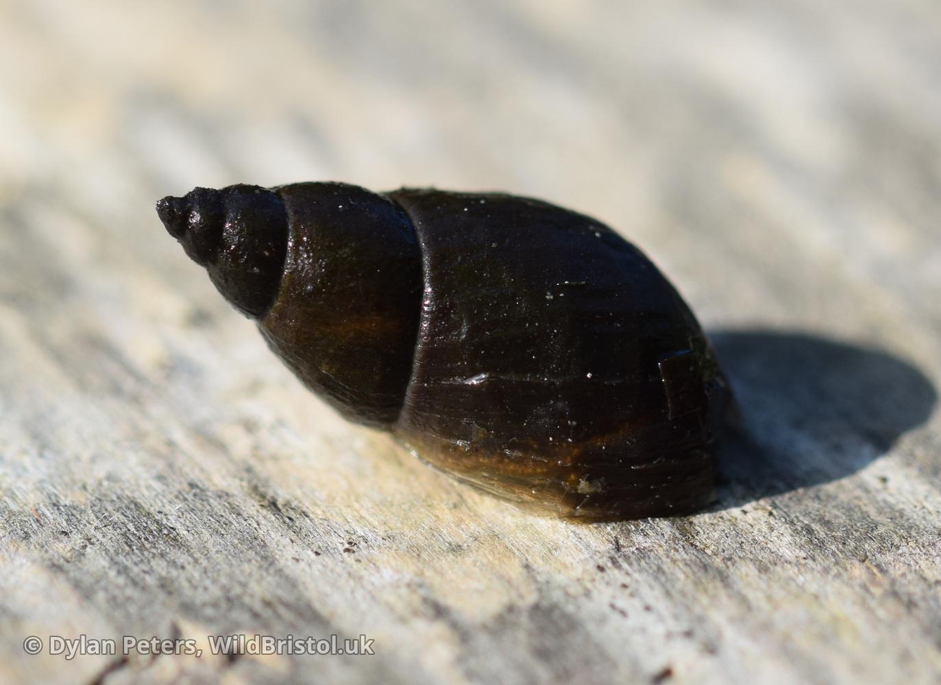 Dusky Marsh Snail - (Stagnicola fuscus) - Species - WildBristol.uk