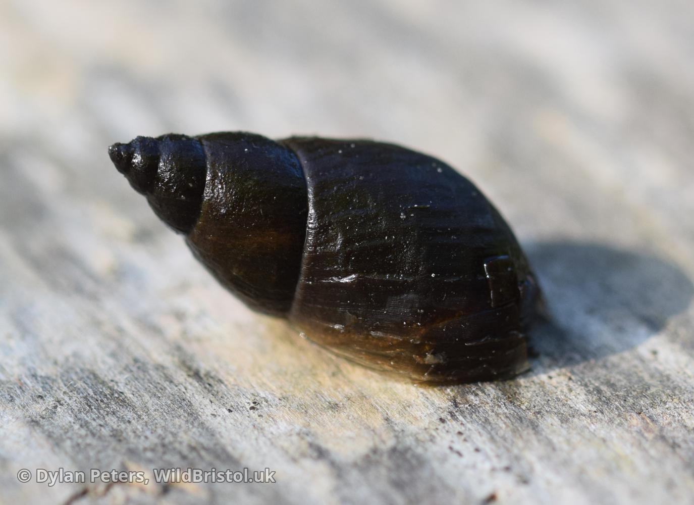 Dusky Marsh Snail - (Stagnicola fuscus) - Species - WildBristol.uk