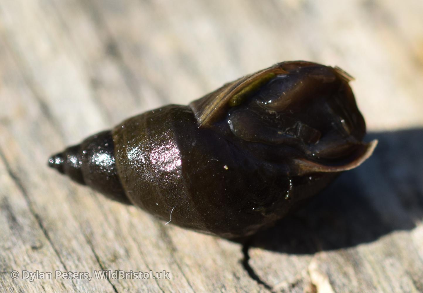 Dusky Marsh Snail - (Stagnicola fuscus) - Species - WildBristol.uk